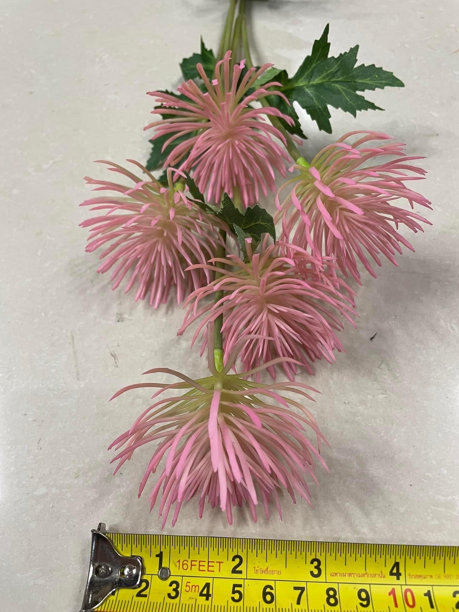 Flower Sea Urchin - flowergallery