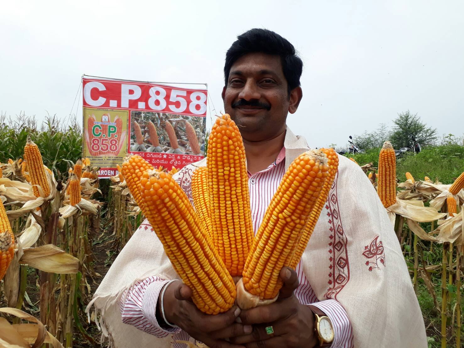 Hybrid Maize C.P. 858 - cpseeds-india