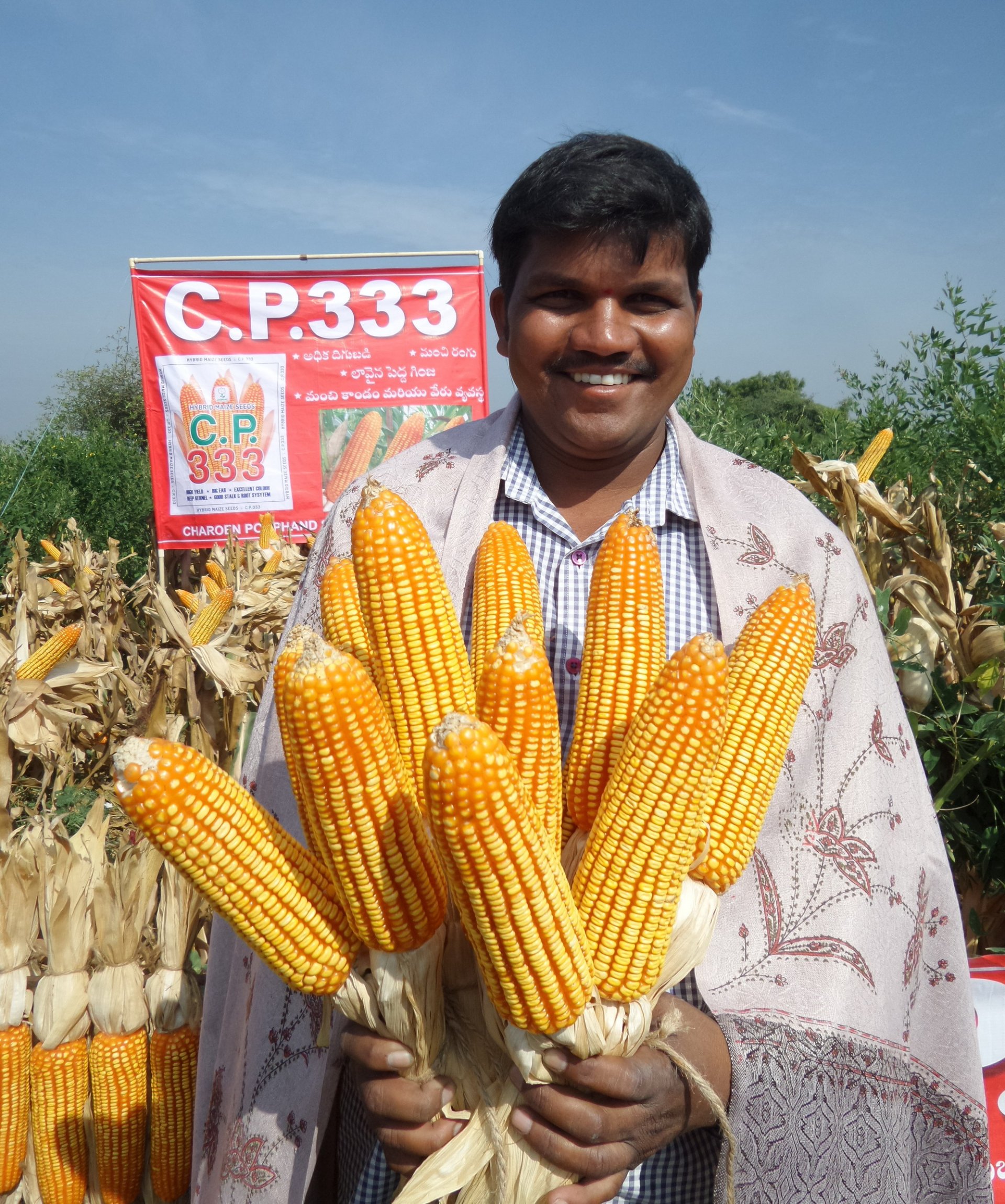 Hybrid Maize C.P. 333 - cpseeds-india