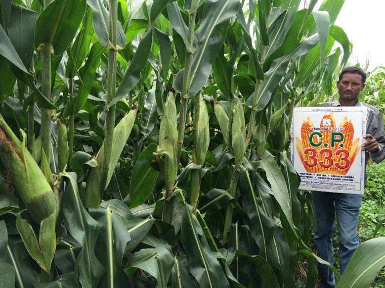 Hybrid Maize C.P. 333 - cpseeds-india