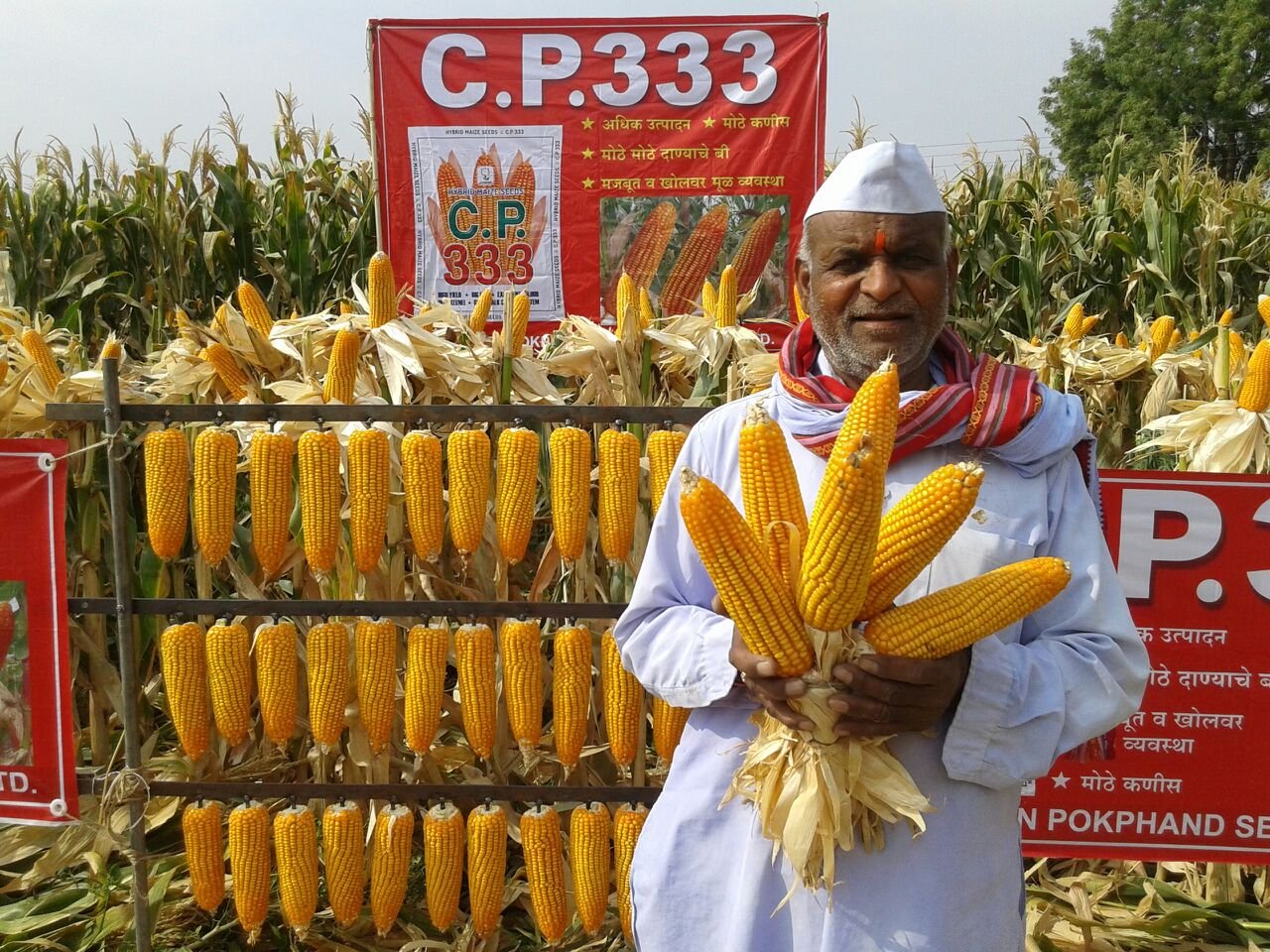 Hybrid Maize C.P. 333 - cpseeds-india
