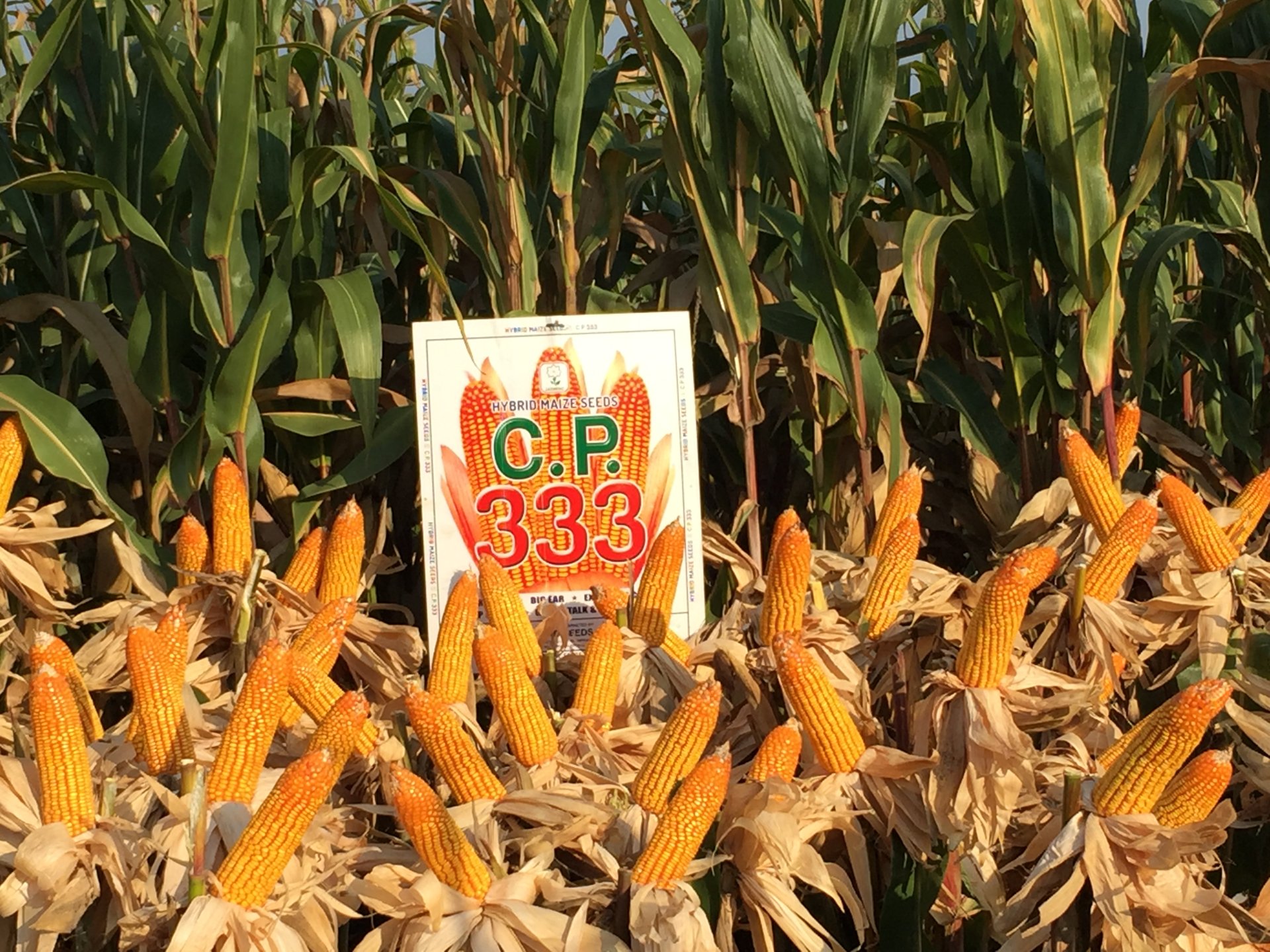 Hybrid Maize C.P. 333 - cpseeds-india