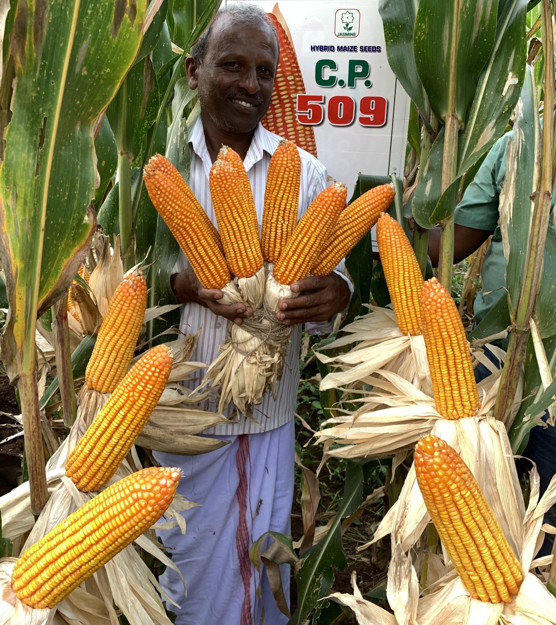 Hybrid Maize C.P. 509 - cpseeds-india