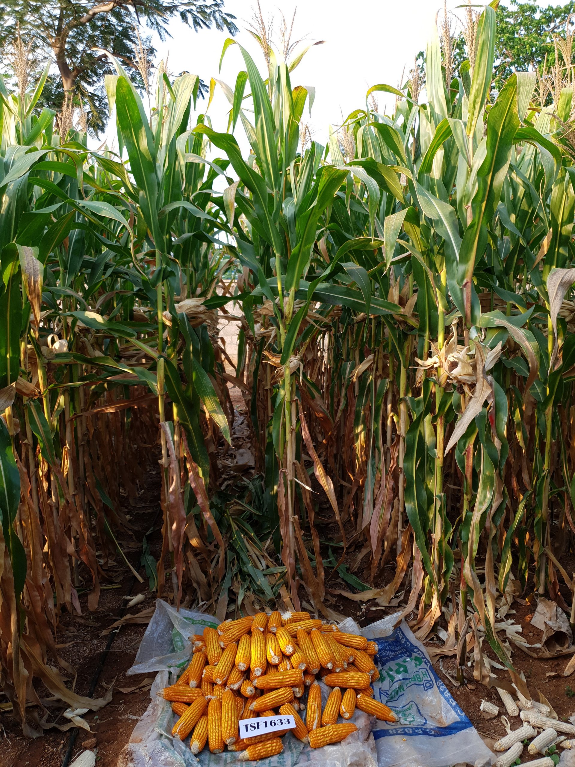 Hybrid Maize C.P. 509 - cpseeds-india
