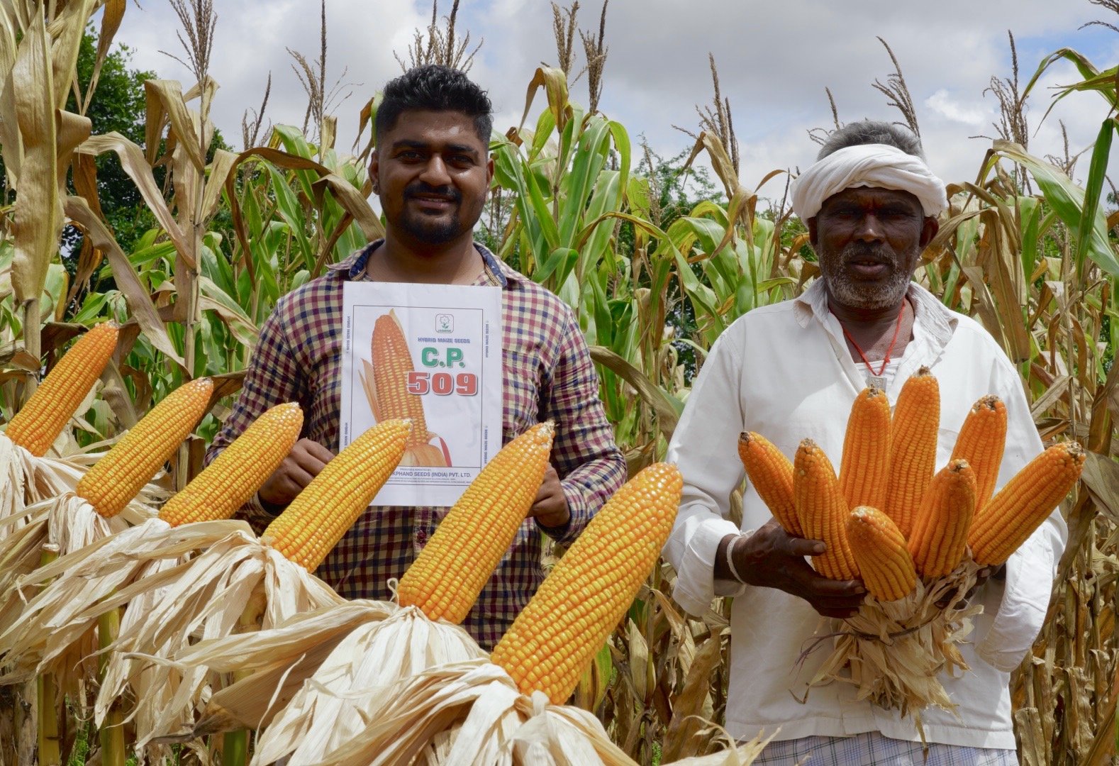 Hybrid Maize C.P. 509 - cpseeds-india