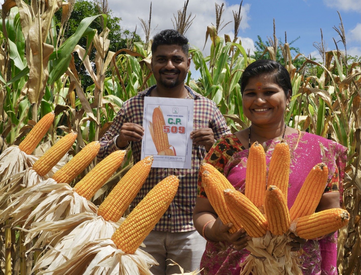 Hybrid Maize C.P. 509 - cpseeds-india