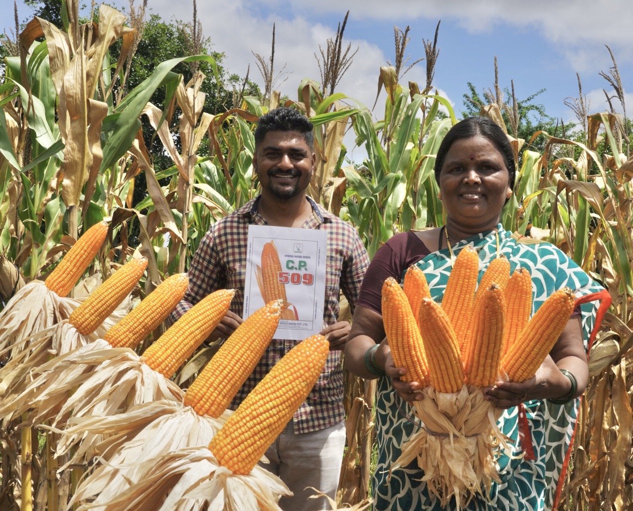 Hybrid Maize C.P. 509 - cpseeds-india