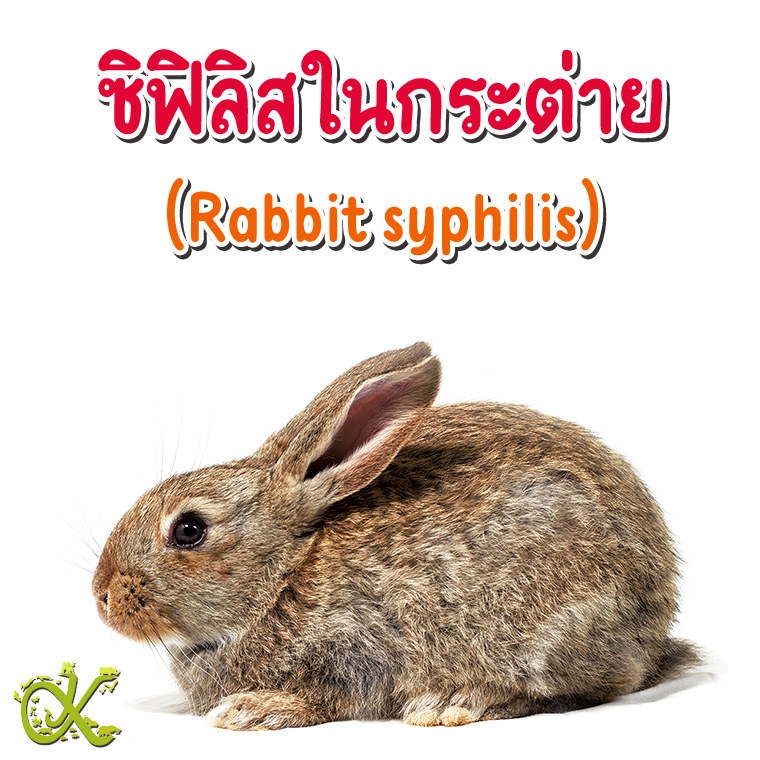 ซิฟิลิสในกระต่าย (Rabbit syphilis) - epofclinic