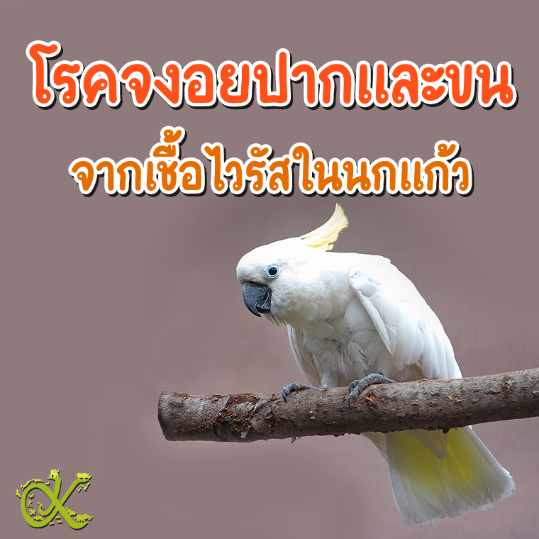 Psittacine beak and feather disease (PBFD) โรคจงอยปากและขนจากเชื้อไวรัส ...