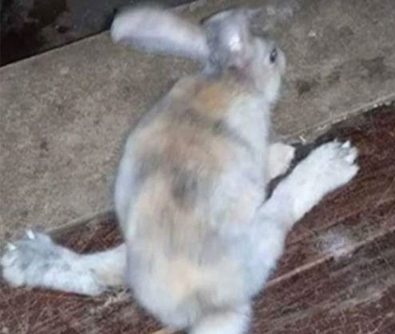 Encephalitozoon cuniculi in rabbit โรคไข้สมองอักเสบในกระต่าย