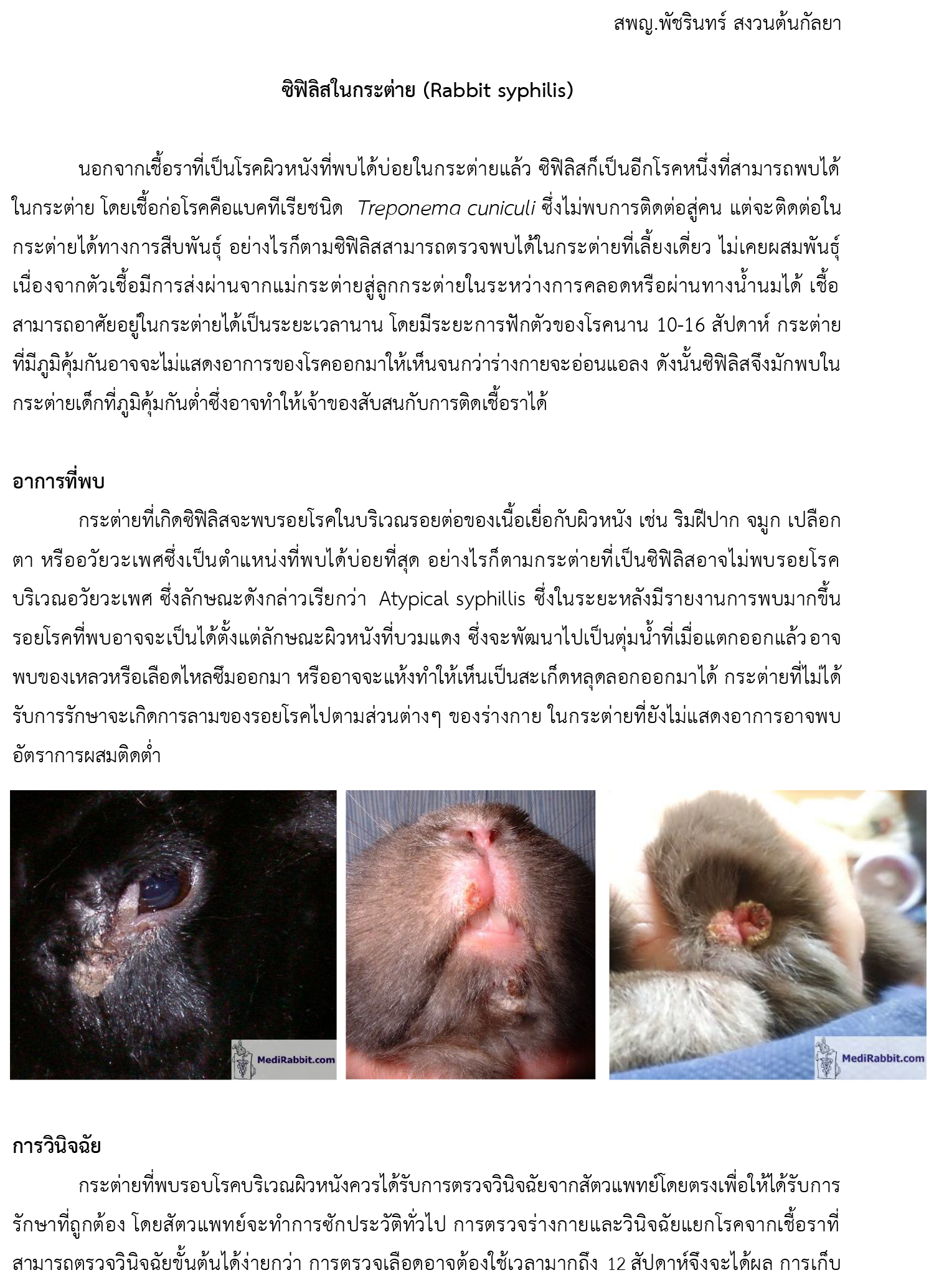 ซิฟิลิสในกระต่าย (Rabbit syphilis)