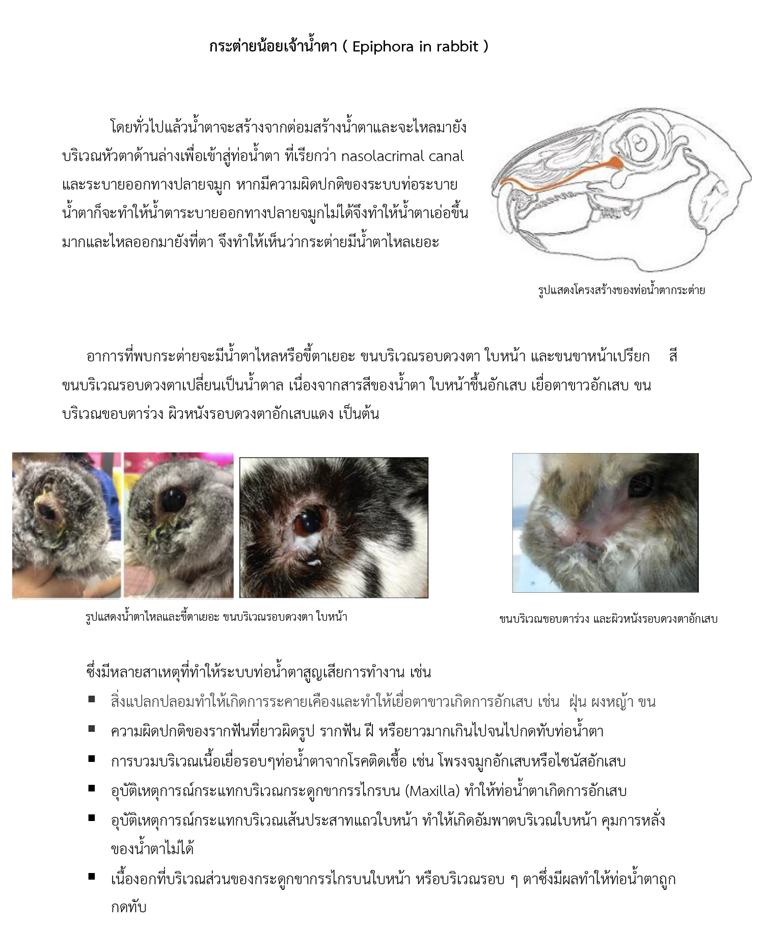 กระต่ายน้อยเจ้าน้ำตา ( Epiphora in rabbit )