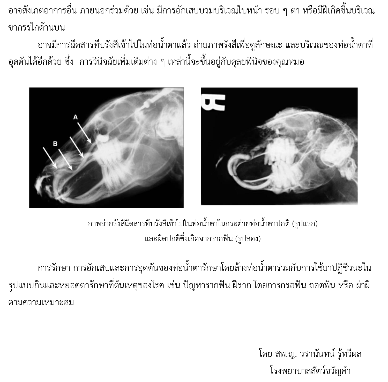 กระต่ายน้อยเจ้าน้ำตา ( Epiphora in rabbit )