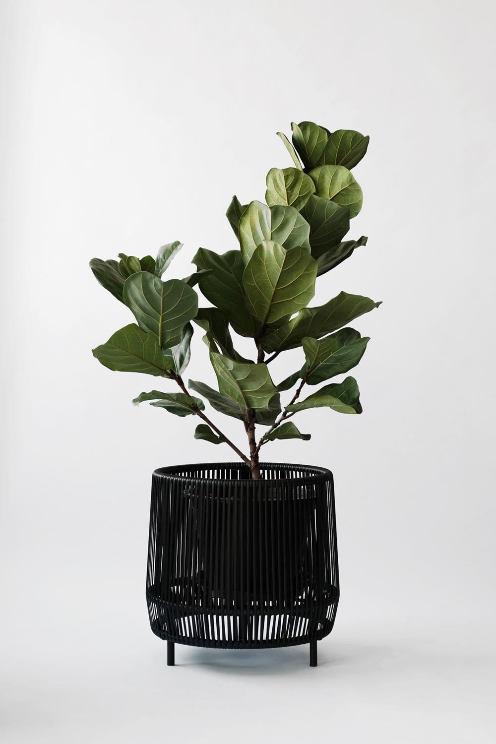 SPUTNIK Black - gardenatlas