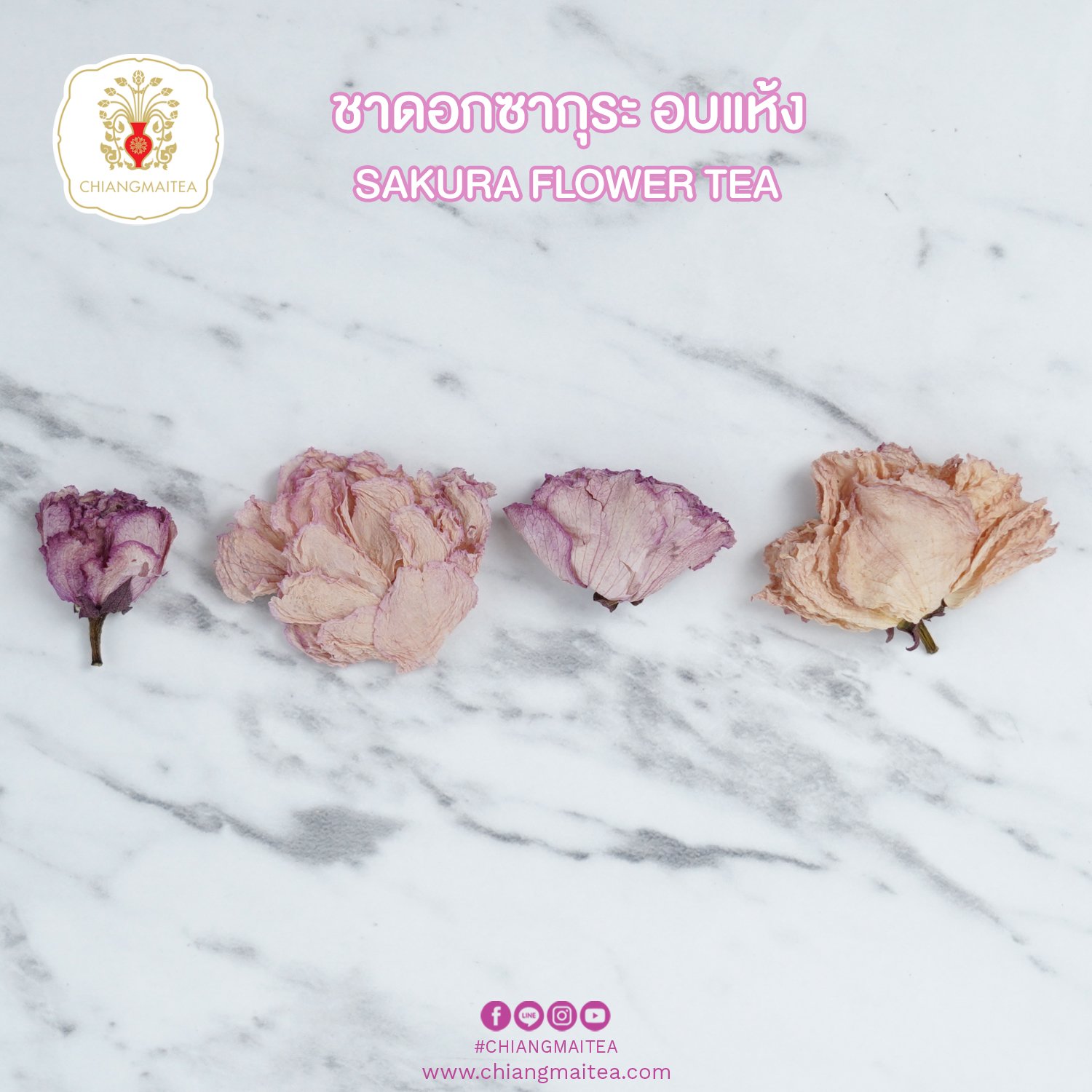 ชาดอกซา กุระ อบแห้ง (Sakura FlowerTea - Natural 100%) 10 g. - chiangmaitea
