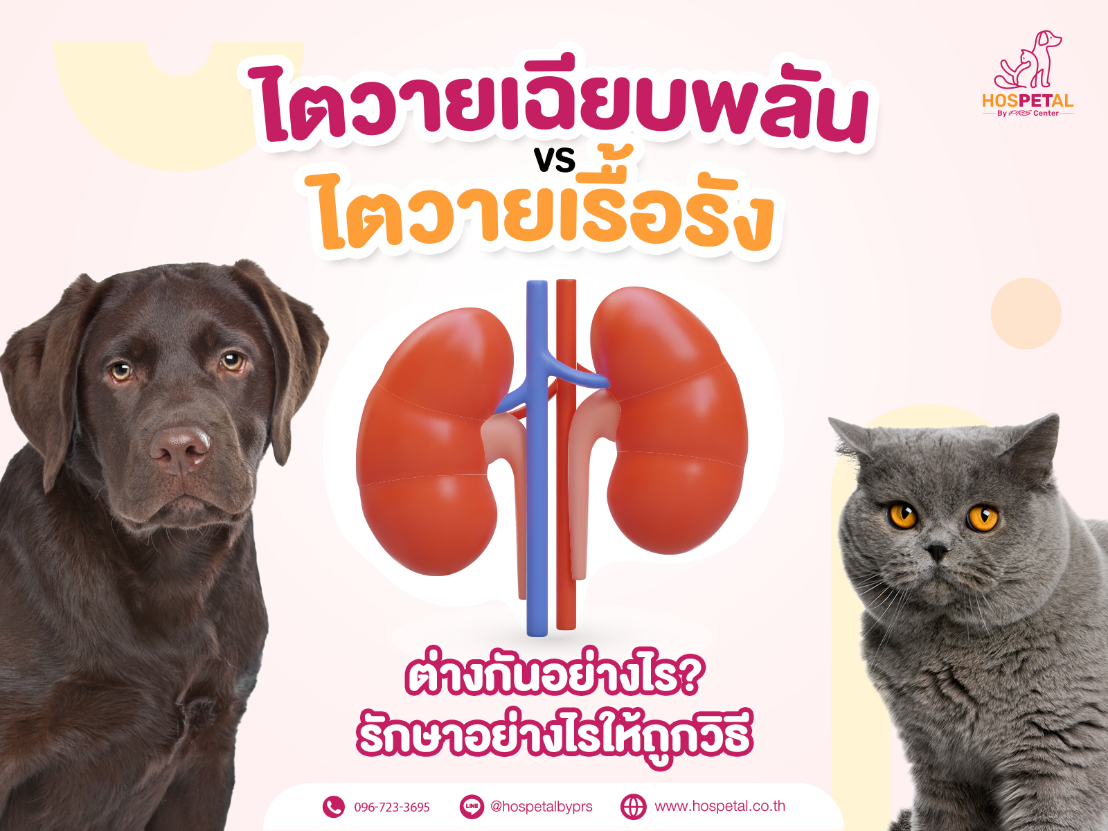 Acute-and-chronic-kidney-disease-pets - hospetal
