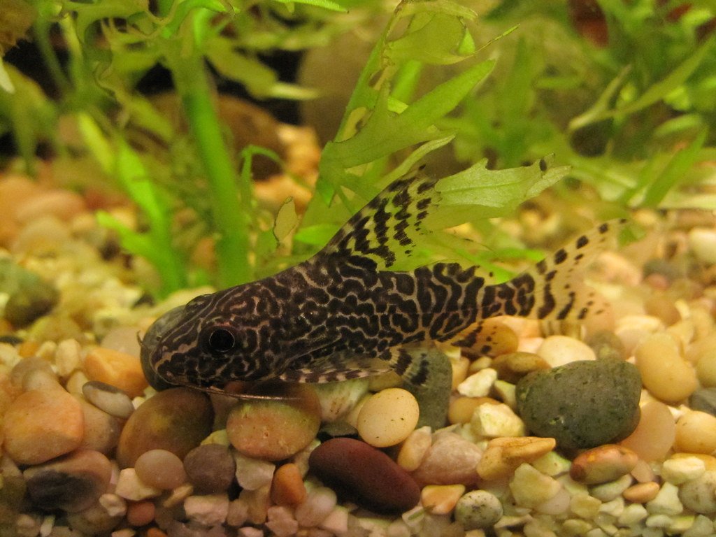 Leopard Squeaker - overallaquarium