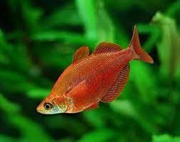 Red Rainbowfish - overallaquarium