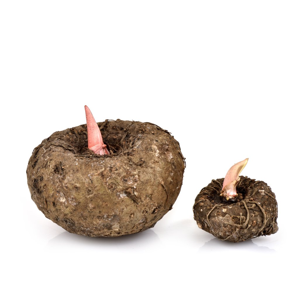 Konjac - mhealthpsv2021