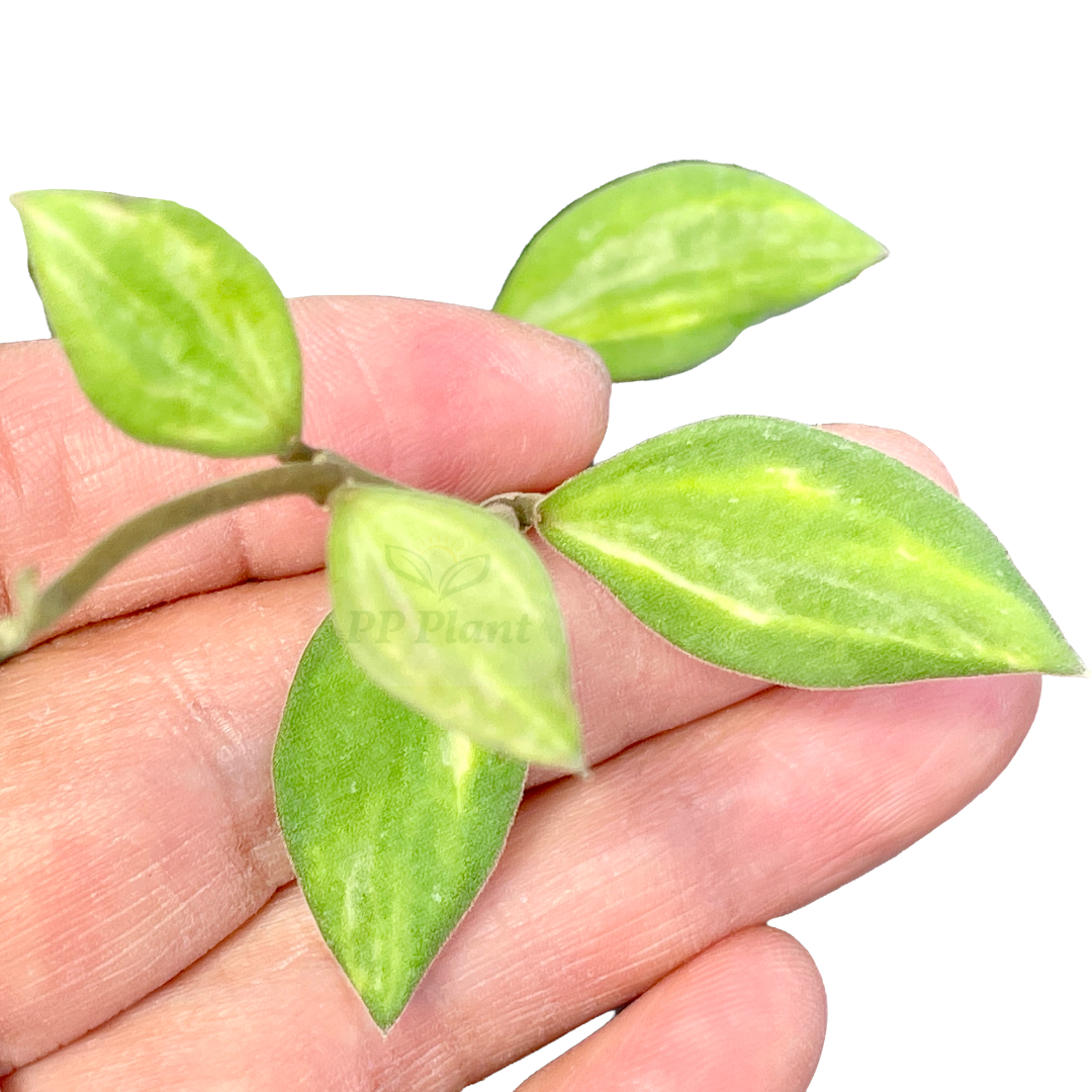 Hoya 'Mali' (Hoya nummularioides 'Yellow Variegated') - ppplant