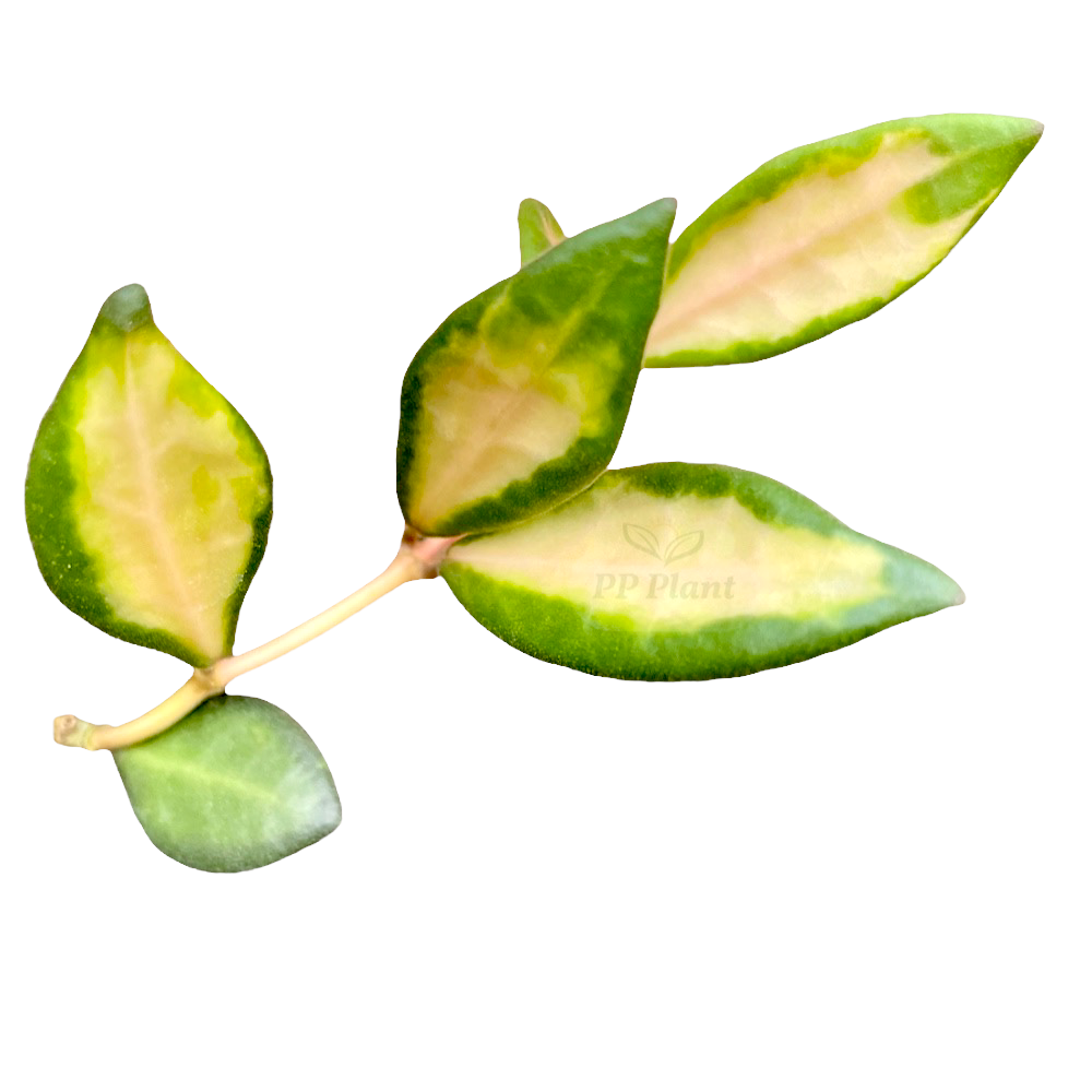 My plants' collection - ppplant
