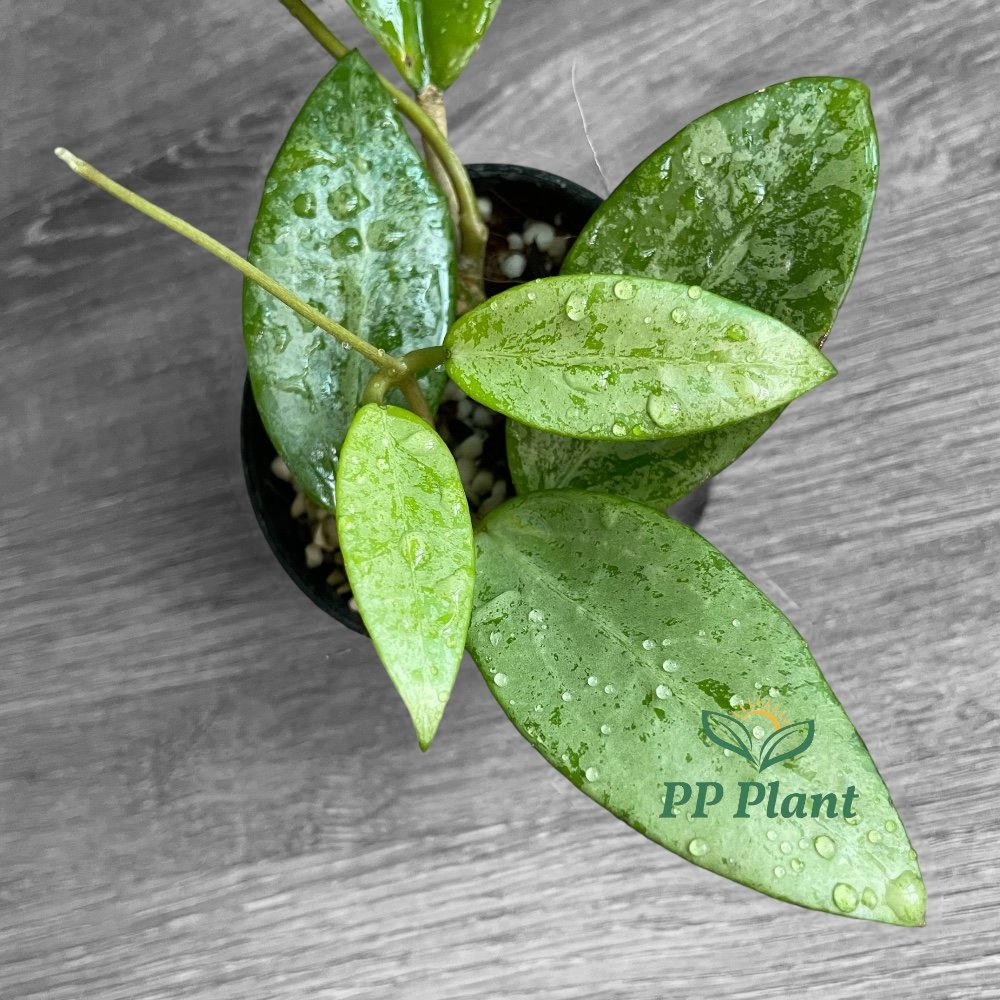 Hoya 'Rime' splash leaves - ppplant