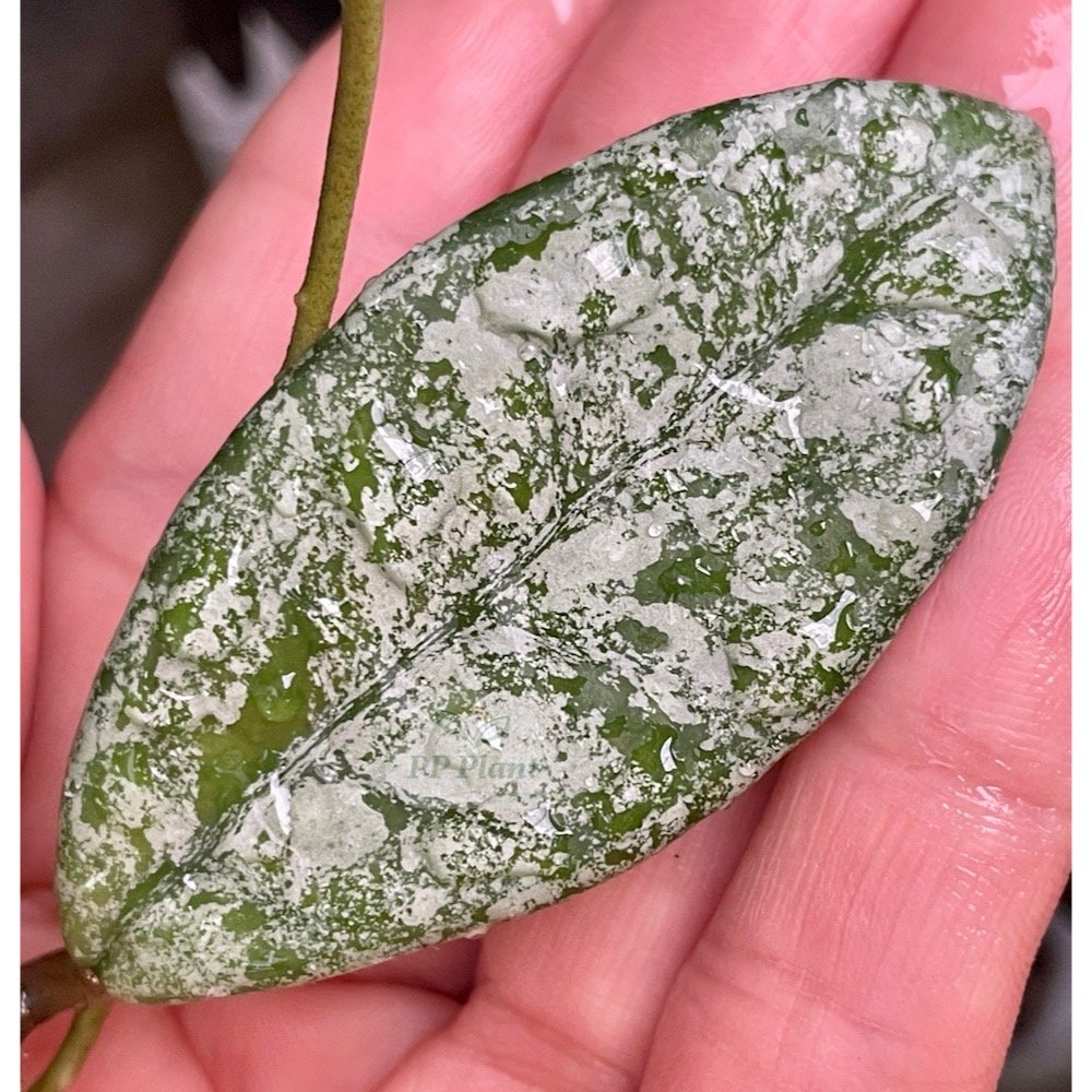 Hoya carnosa 'wilbur graves' (Splash leaves) - ppplant