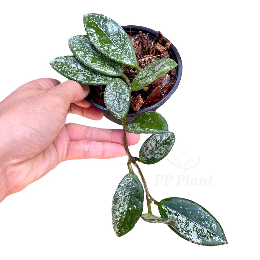 Hoya carnosa 'wilbur graves' (Splash leaves) - ppplant