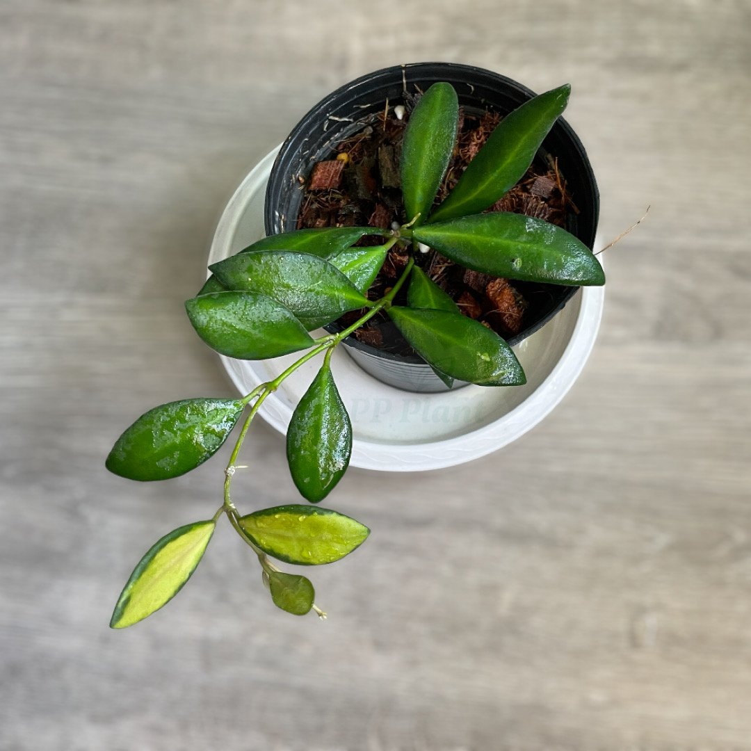 Hoya sp. DS-70 (VARIEGATED) - ppplant