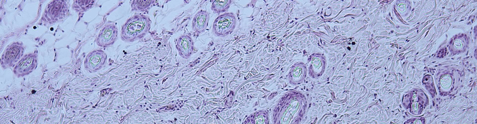 Biological Microscopes - siammicroscope