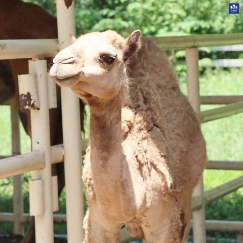 Exotic Zone - camelrepublicpark.com