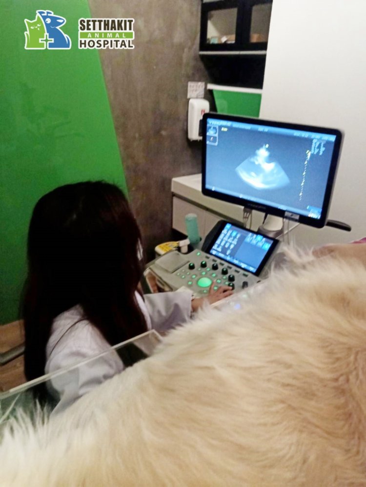 ศูนย์โรคหัวใจสัตว์เลี้ยง - setthakitanimalhospital