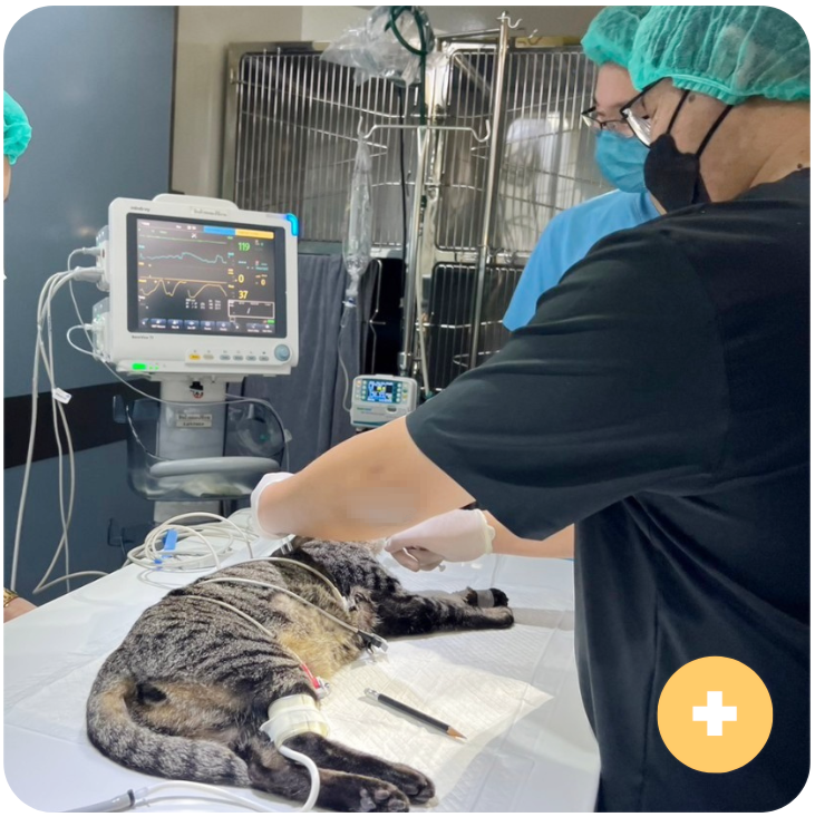 โรงพยาบาลสัตว์เศรษฐกิจสัตวแพทย์ Setthakit Animal Hospital