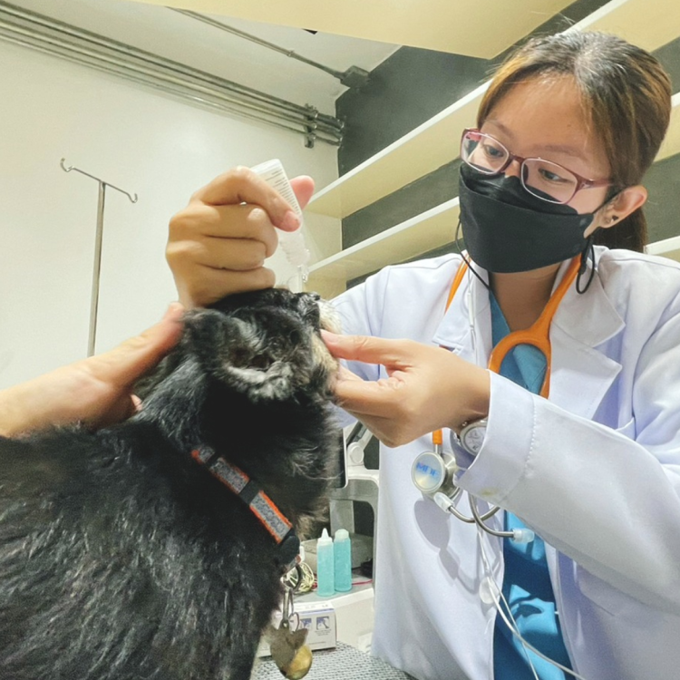 ศูนย์โรคตาสัตว์เลี้ยง - setthakitanimalhospital
