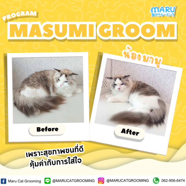 ร้านอาบน้ำแมวใกล้ฉัน โดยเฉพาะแมวเท่านั้น | Maru Cat Grooming