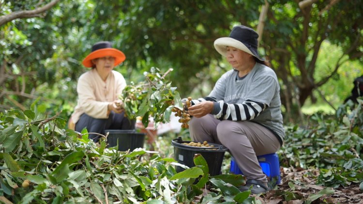 Nanafruit Co.,Ltd. - Manufacturer of Dehydrated fruit