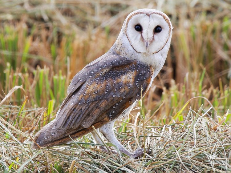 Resident Birds - โรงแรม กรีนฮิลส์ รีสอร์ท ศรีราชา