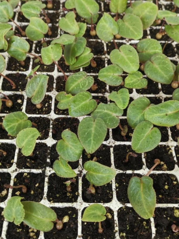 Aga Plug ต้นกล้าเอกะ - aga-agro