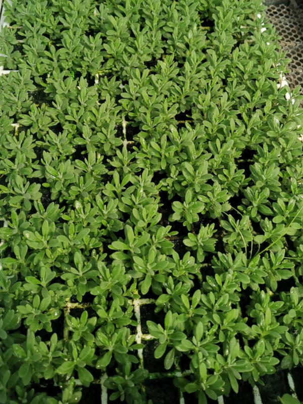 Aga Plug ต้นกล้าเอกะ - aga-agro