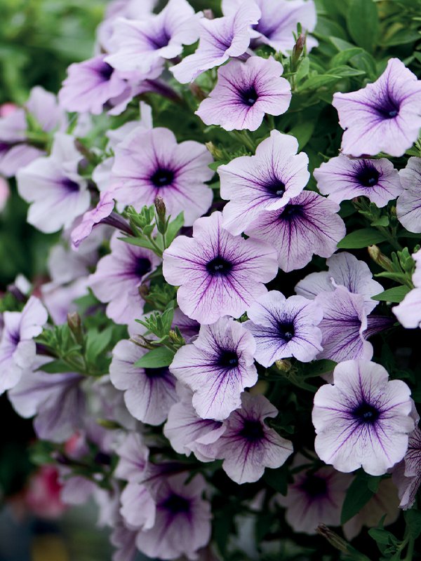 Petunia Trailing พิทูเนีย พันธุ์เลื้อย - aga-agro