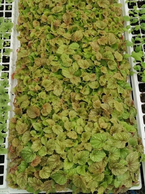 Aga Plug ต้นกล้าเอกะ - aga-agro