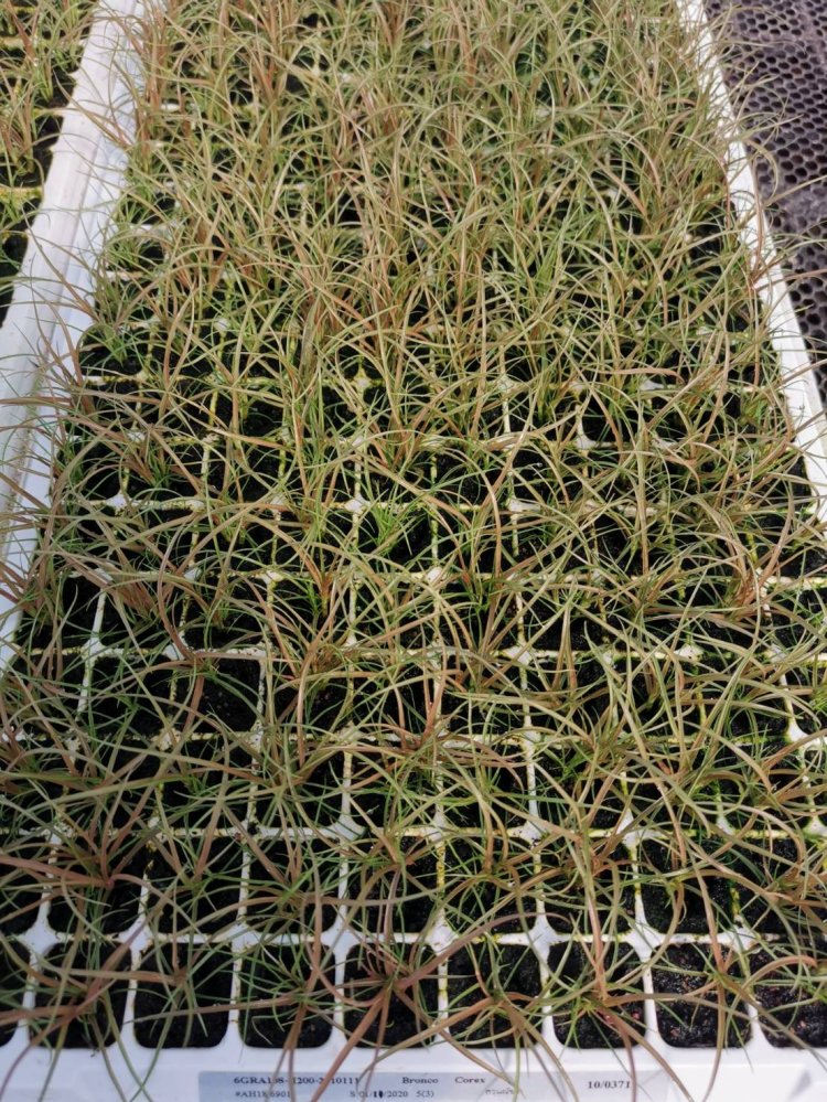 Aga Plug ต้นกล้าเอกะ - aga-agro