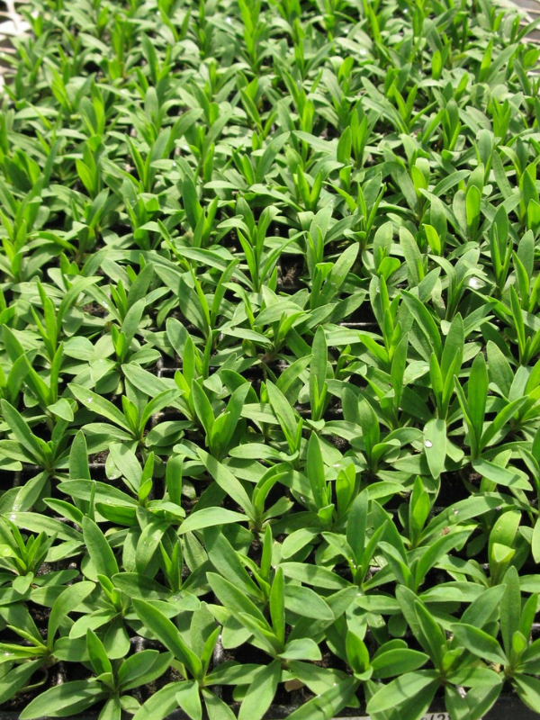 Aga Plug ต้นกล้าเอกะ - aga-agro