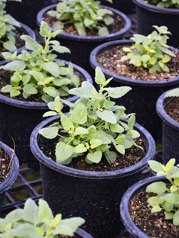 Aga Plug ต้นกล้าเอกะ - aga-agro