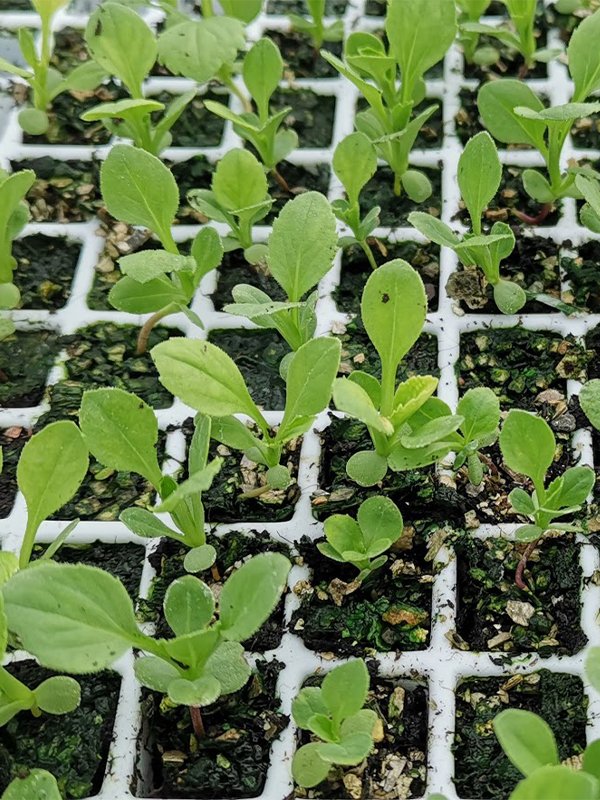 Aga Plug ต้นกล้าเอกะ - aga-agro