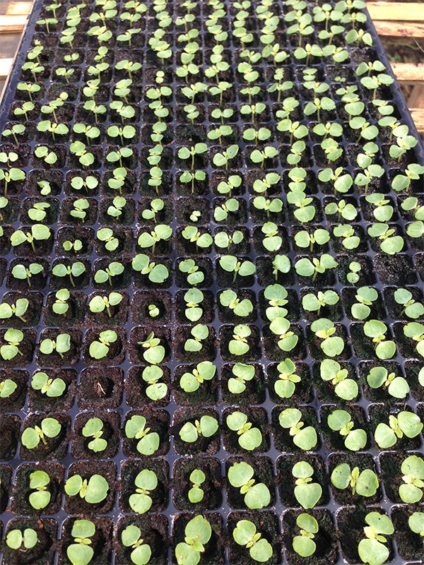 Aga Plug ต้นกล้าเอกะ - aga-agro