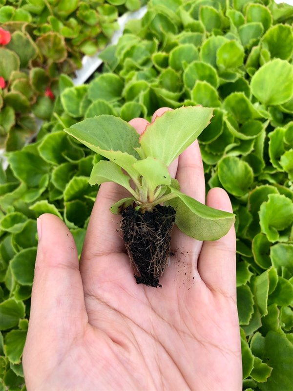 Aga Plug ต้นกล้าเอกะ - aga-agro