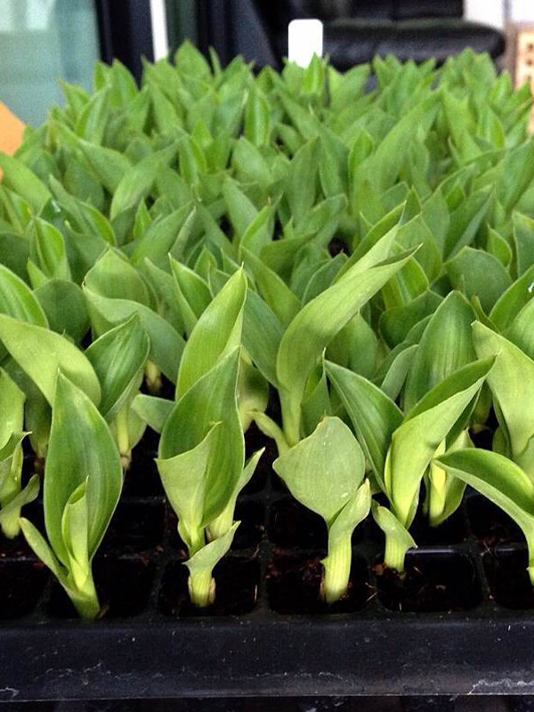 Aga Plug ต้นกล้าเอกะ - aga-agro