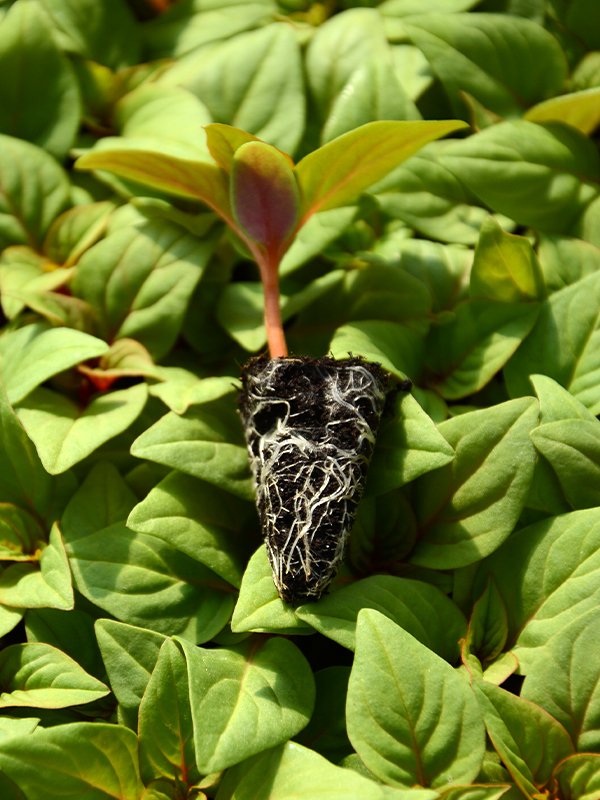 Aga Plug ต้นกล้าเอกะ - aga-agro