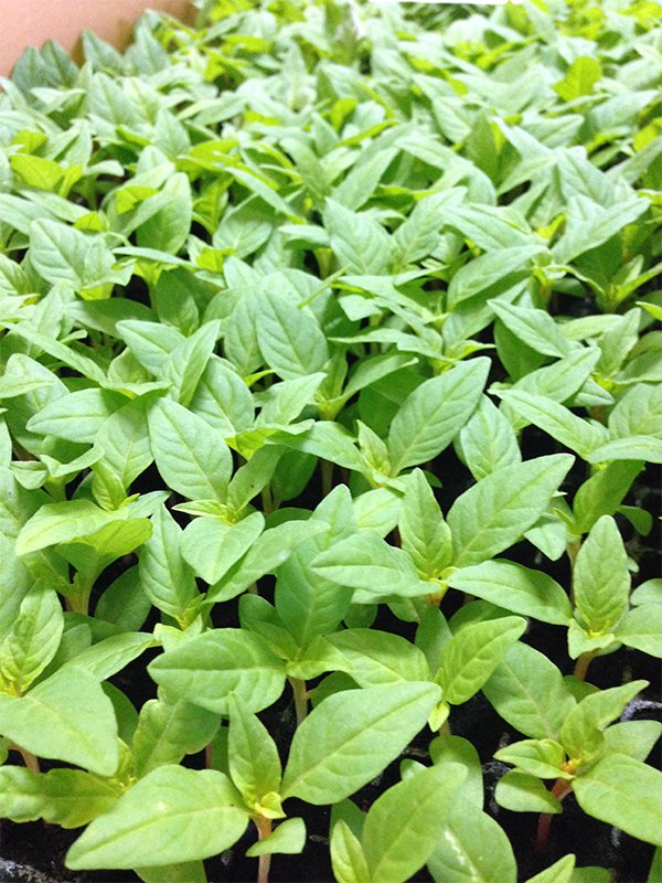 Aga Plug ต้นกล้าเอกะ - aga-agro